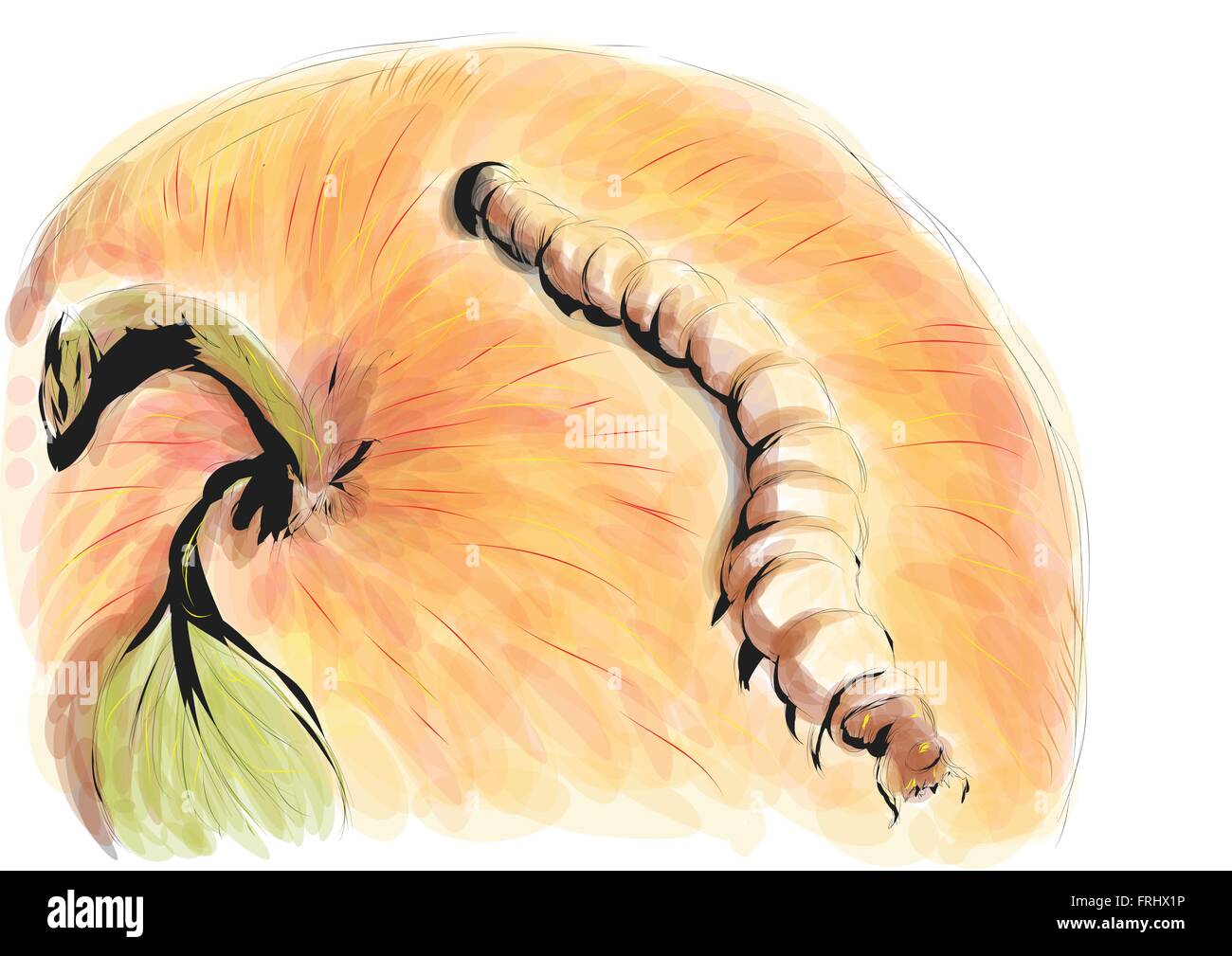 Insect on apple Stock Vector Images - Alamy