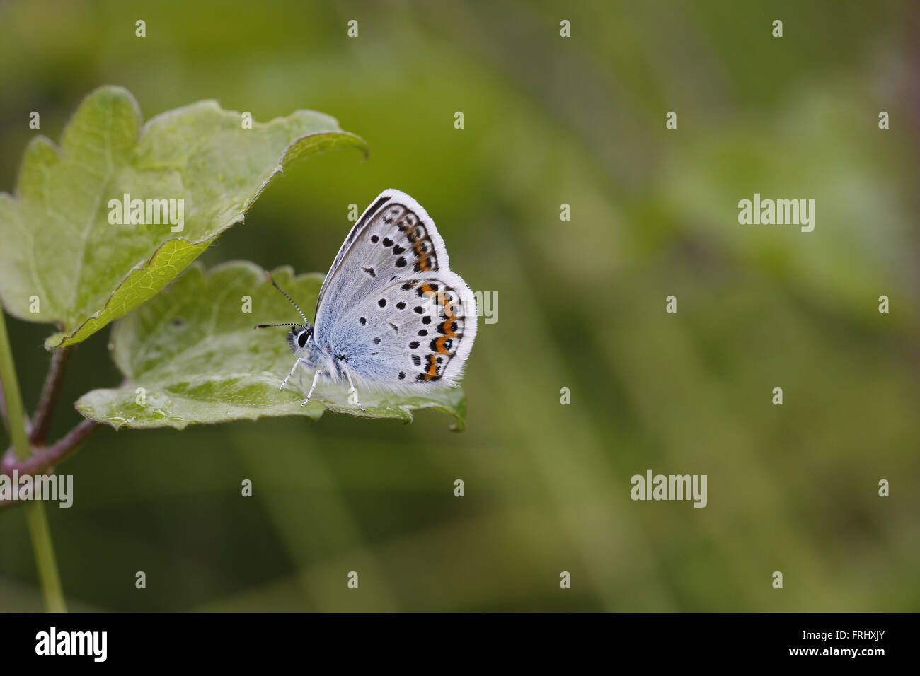 Idas blue butterfly hi-res stock photography and images - Alamy