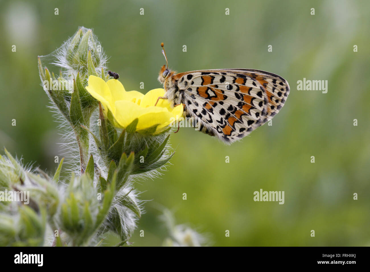Lesser Spotted Fritillary, Melitaea trivia, underside Stock Photo - Alamy