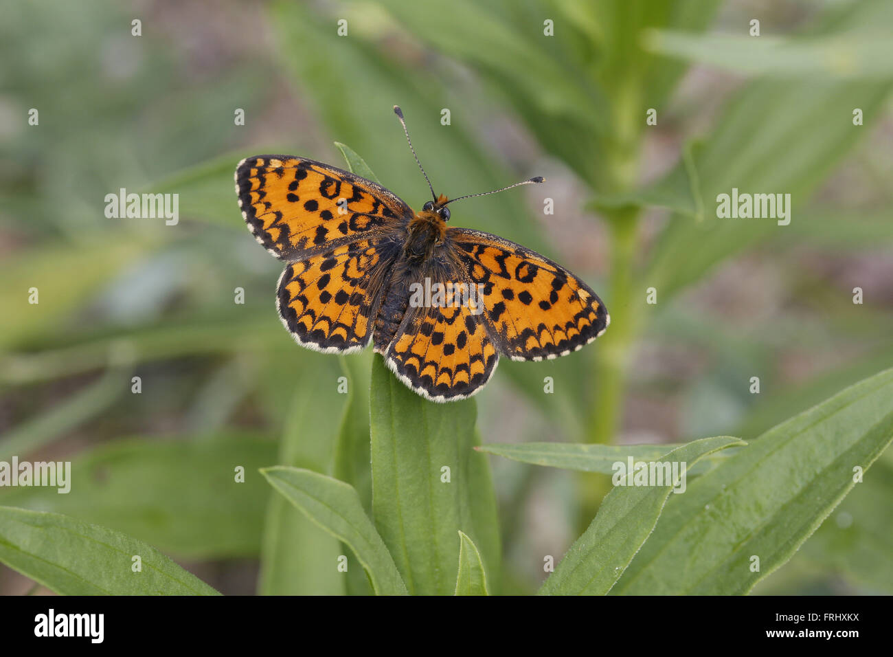 Lesser Spotted Fritillary, Melitaea trivia, top side Stock Photo - Alamy