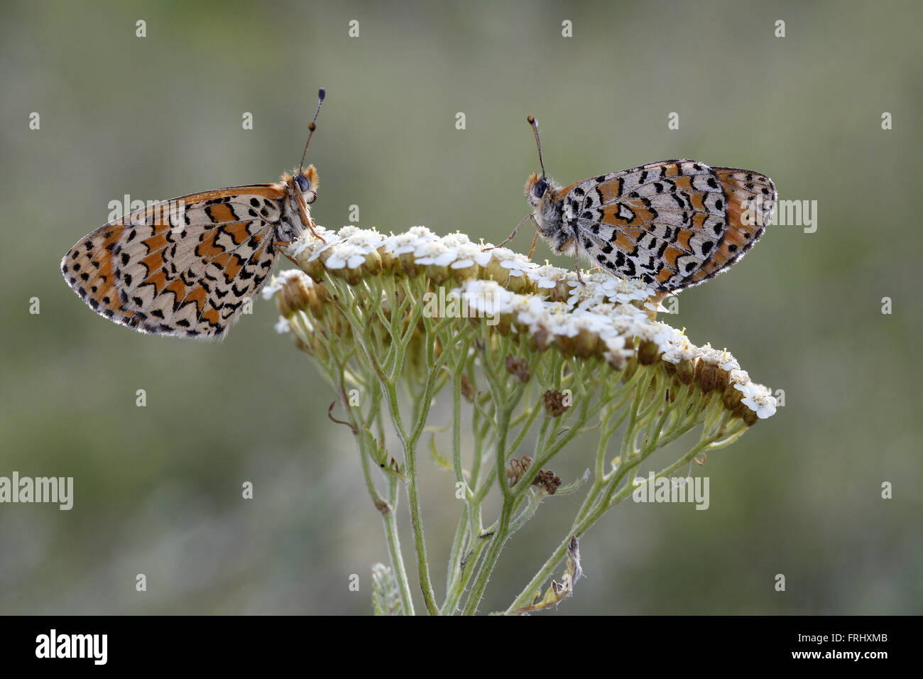 Lesser Spotted Fritillary High Resolution Stock Photography and Images ...