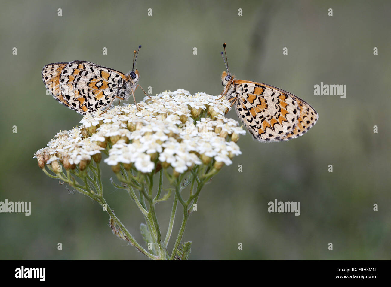 Lesser Spotted Fritillary, Melitaea trivia, two roosting together Stock ...