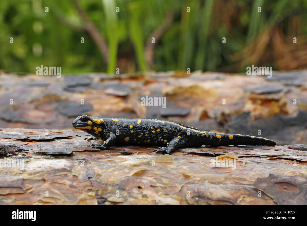 Salamandra salamandra amphibian hi-res stock photography and images - Alamy