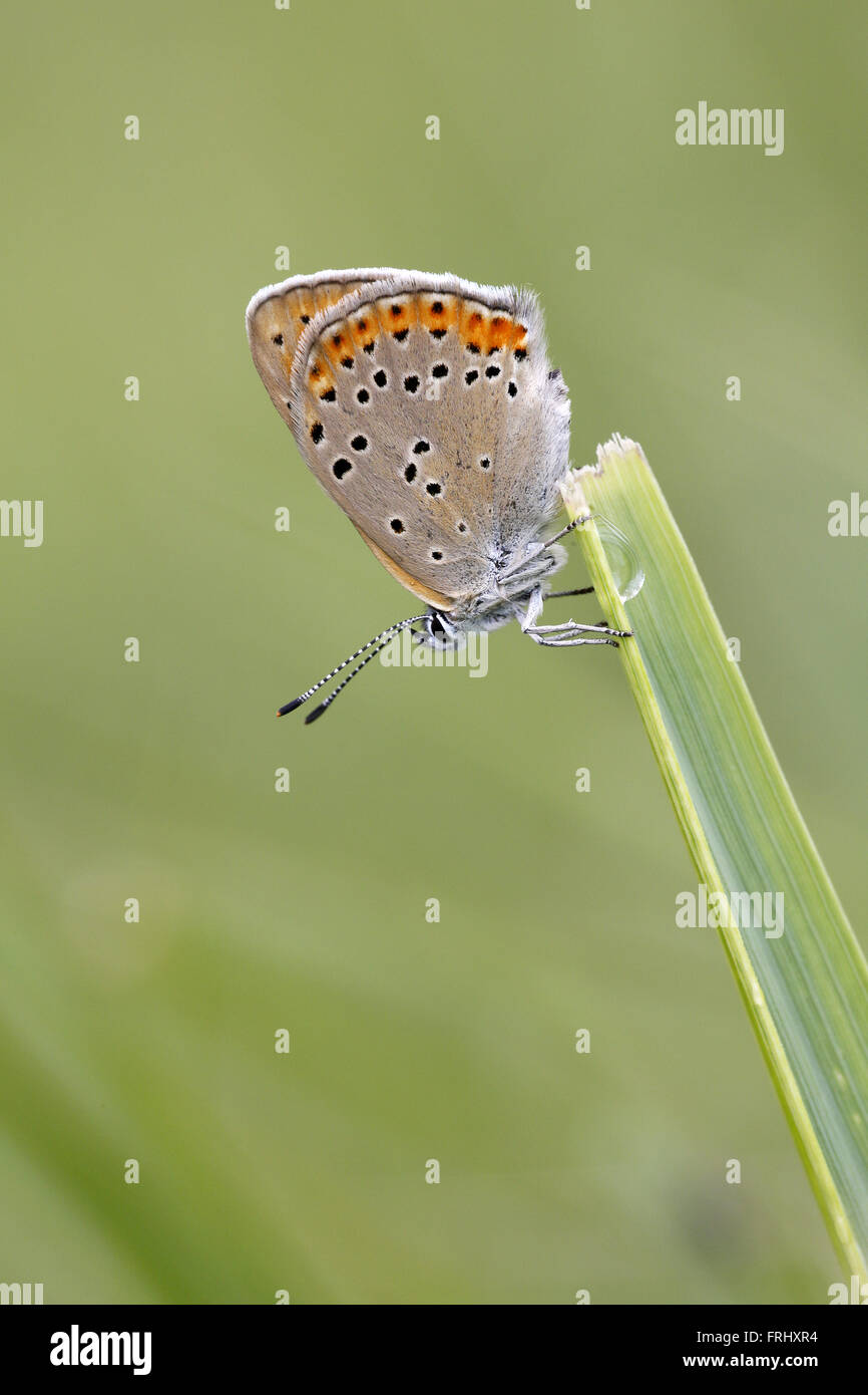 Balkan Copper, Lycaena candens, female Stock Photo - Alamy
