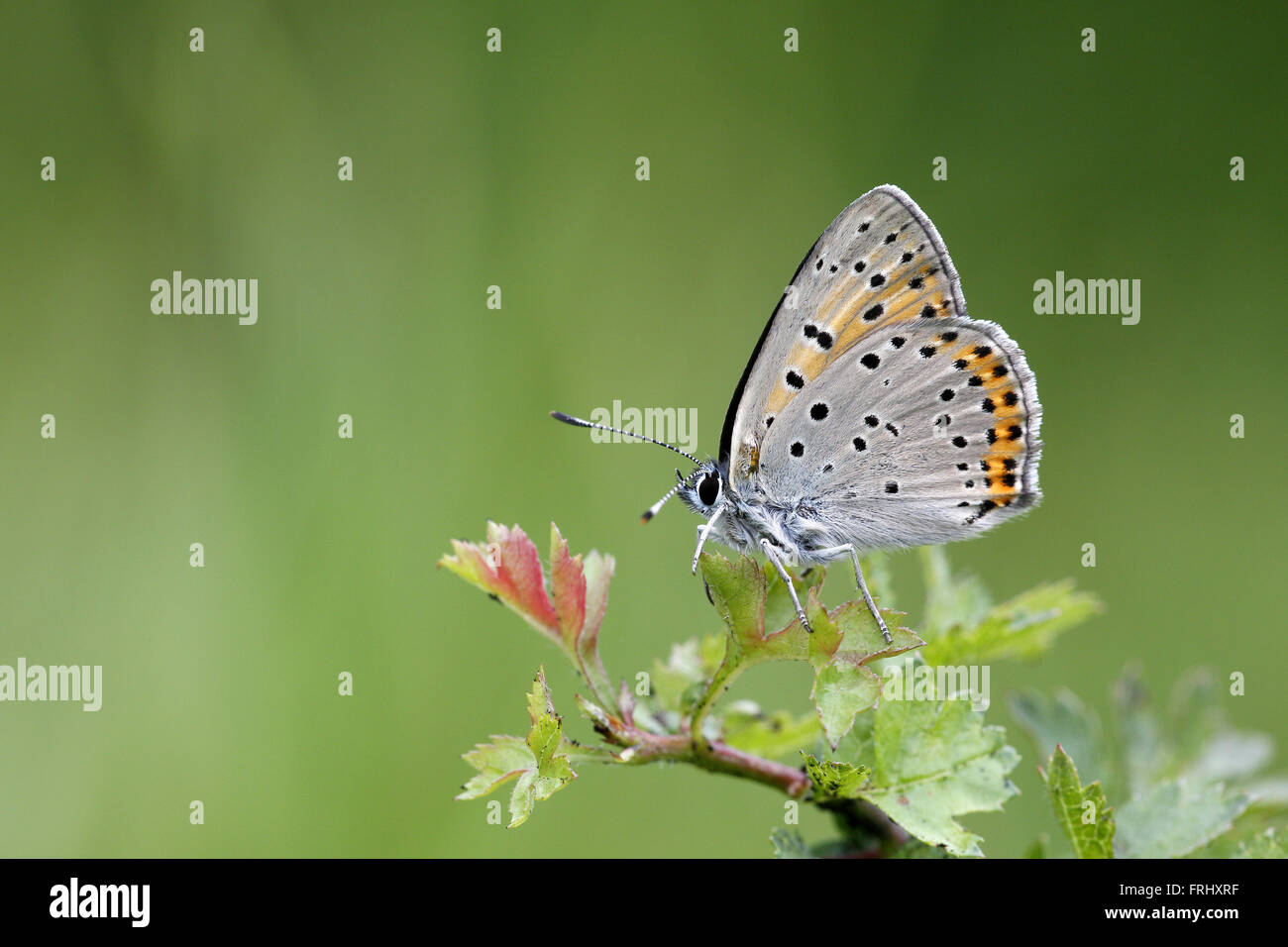 Balkan Copper, Lycaena candens Stock Photo - Alamy