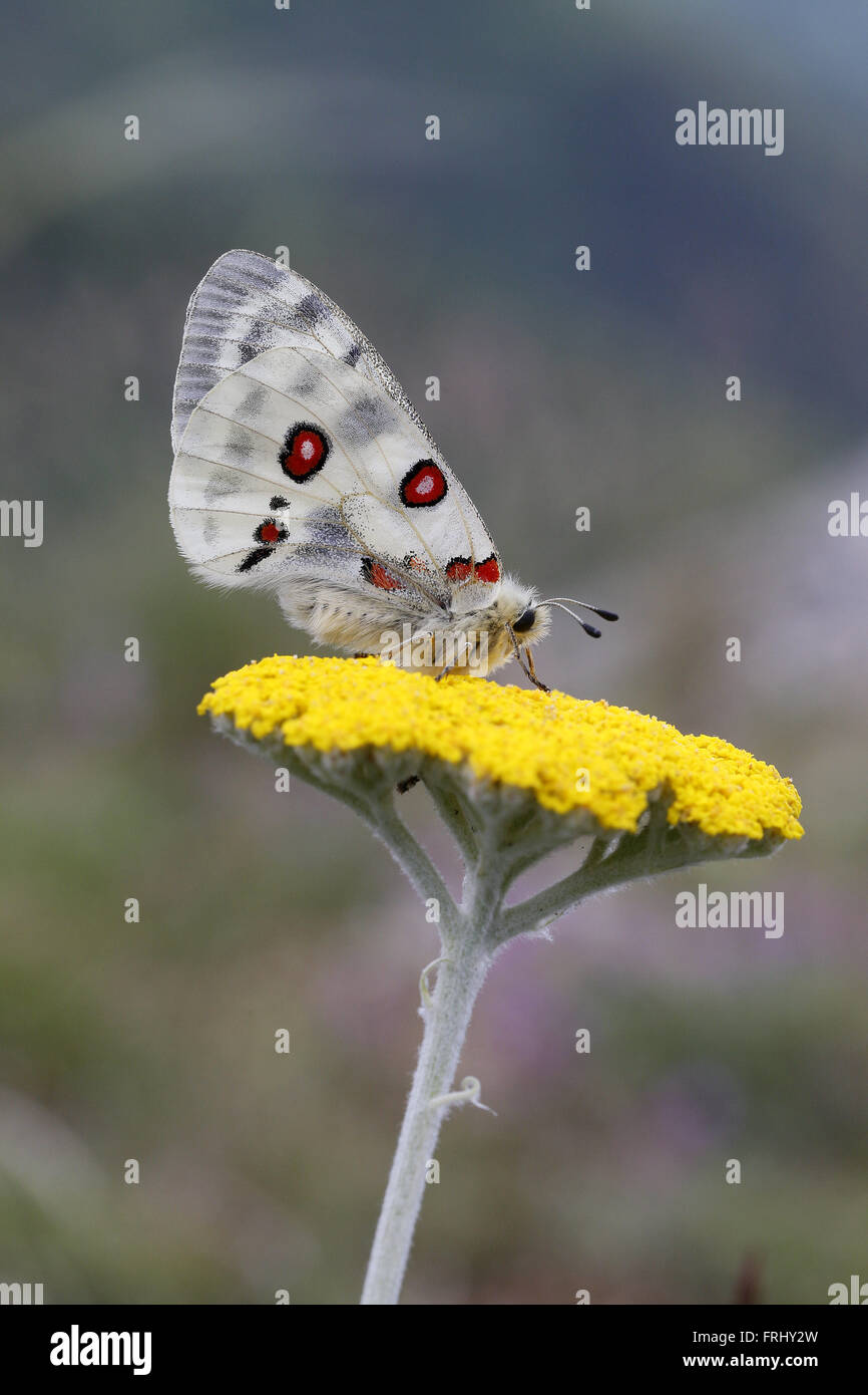 Apollo, Parnassius apollo, female Stock Photo - Alamy