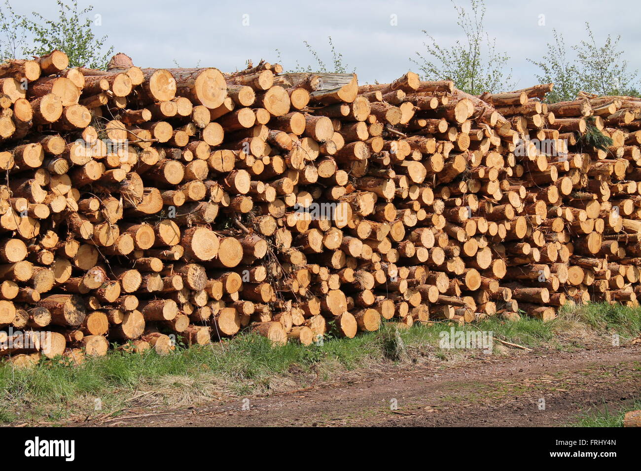 A Collection of Freshly Felled Pine Tree Logs Stock Photo - Alamy
