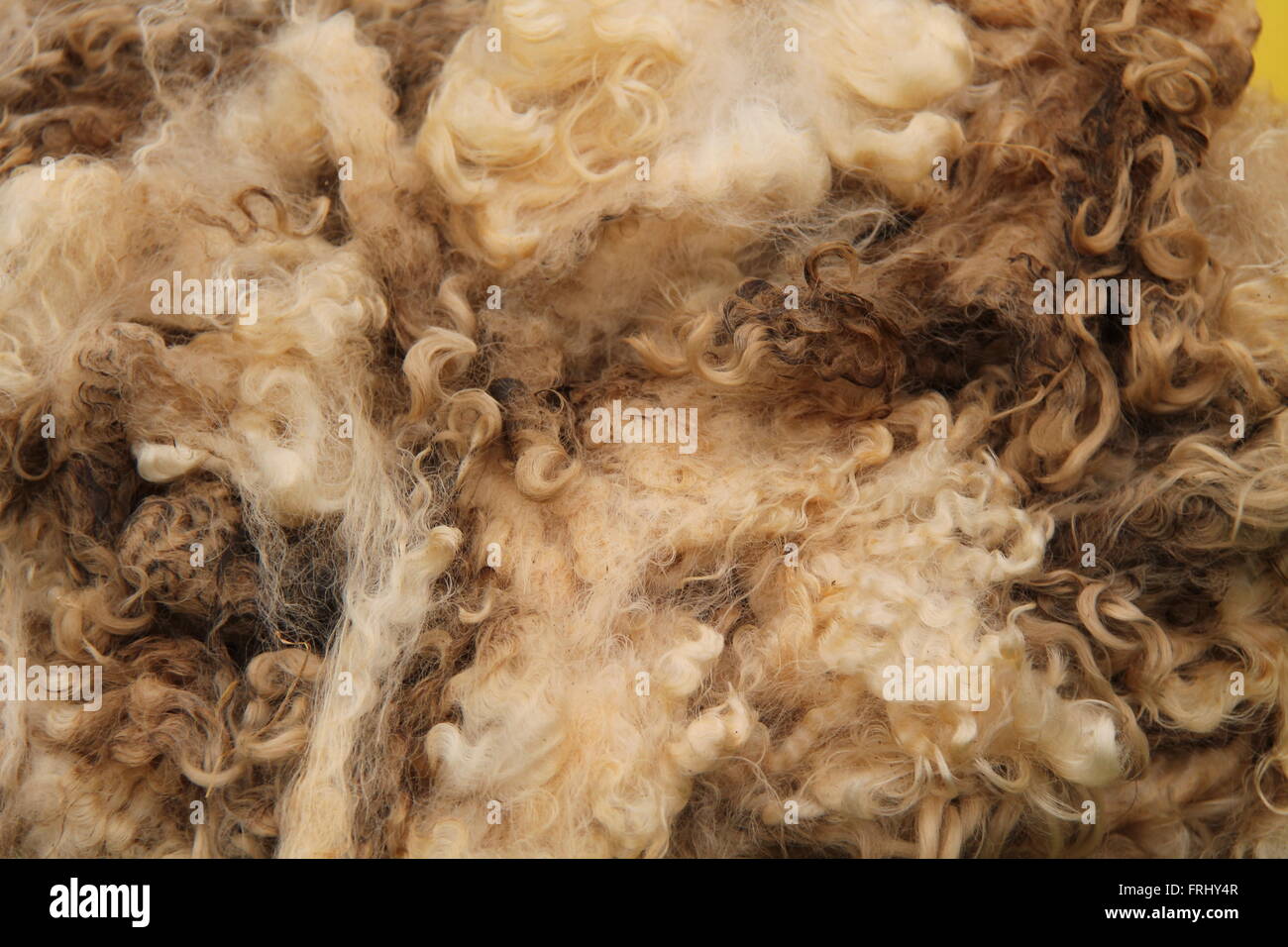Recently sheared sheep hi-res stock photography and images - Alamy