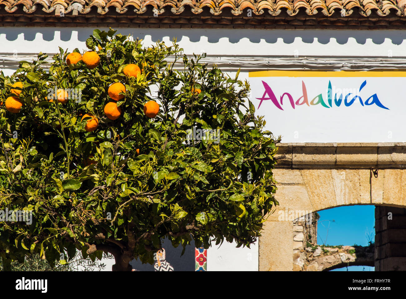 Orange tree, Olvera, Andalusia, Spain Stock Photo - Alamy