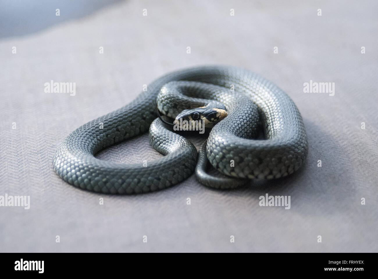 Swamp adder hi-res stock photography and images - Alamy