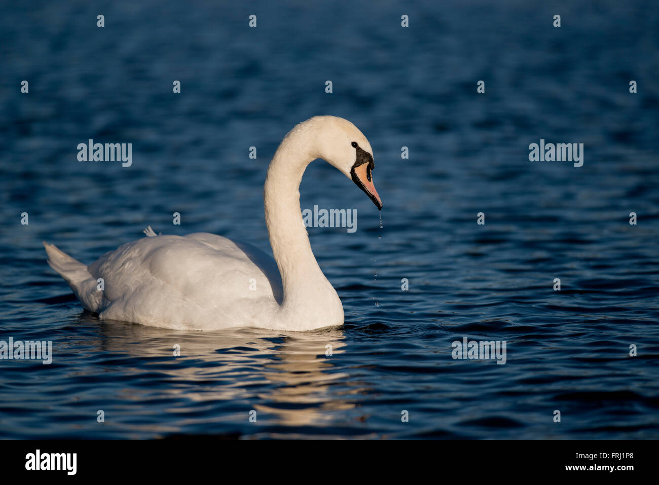 Mute swan, scientific name Cygnus olor Stock Photo - Alamy