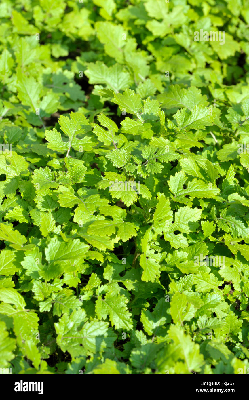 Mustard plants growing, sinapis alba, Brassica Alba or Brassica Hirta ...