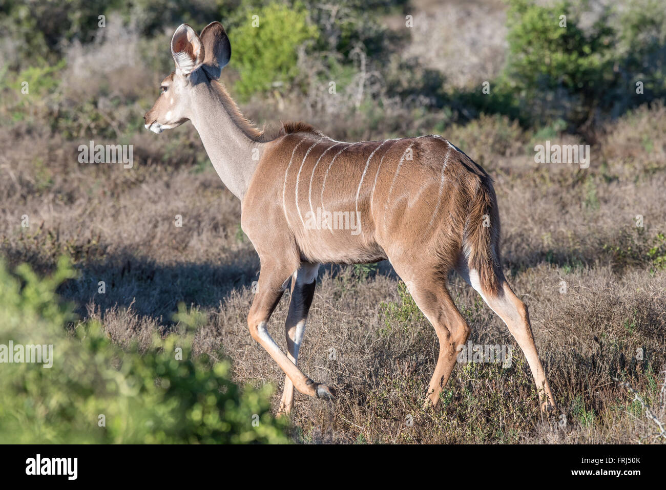 A kudu cow in the Addo Elephant National Park of South Africa Stock ...