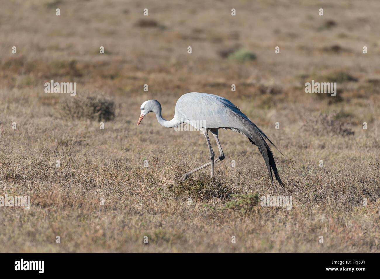 The national bird of South Africa, the Blue Crane, in the Addo Elephant ...