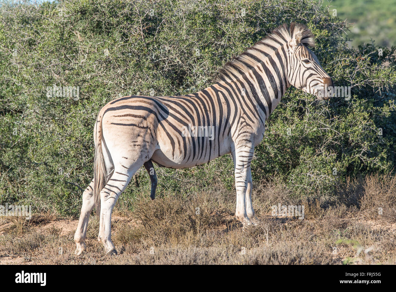 A Burchells zebra, Equus quagga burchellii, with genitals visible in ...
