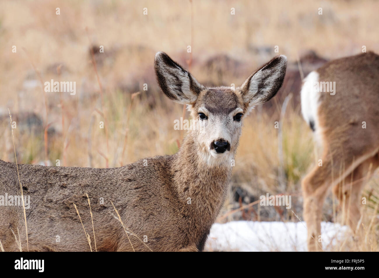 Close up deer eye ear hi-res stock photography and images - Alamy