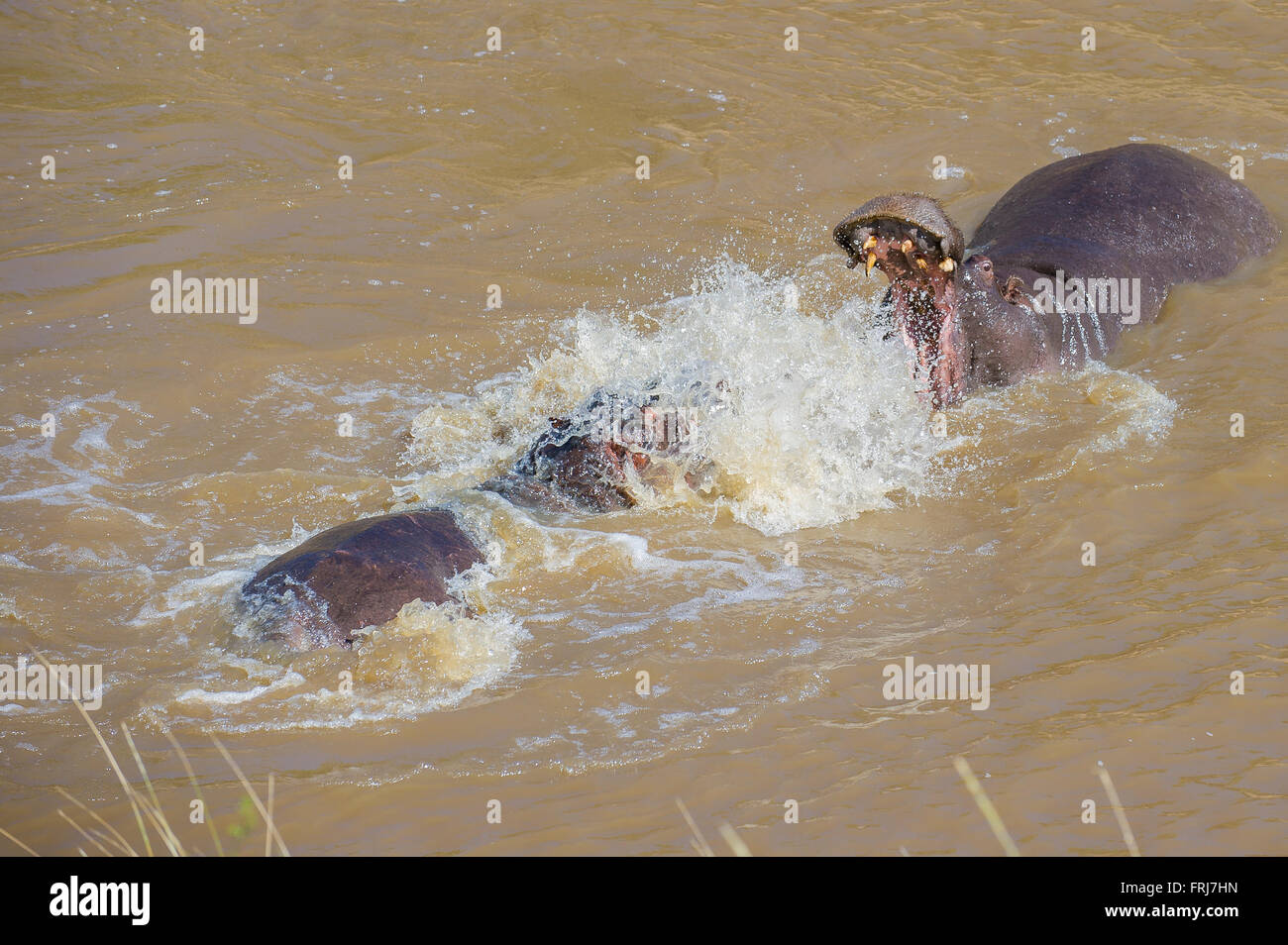2 Hippos fighting Stock Photo - Alamy