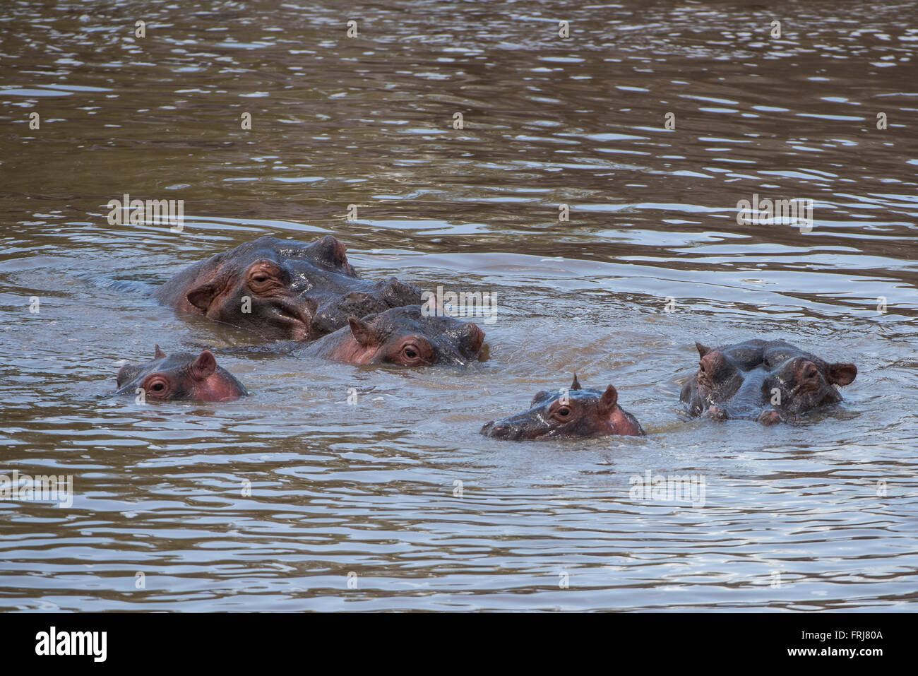 Hippo with Cubs in the water Stock Photo - Alamy