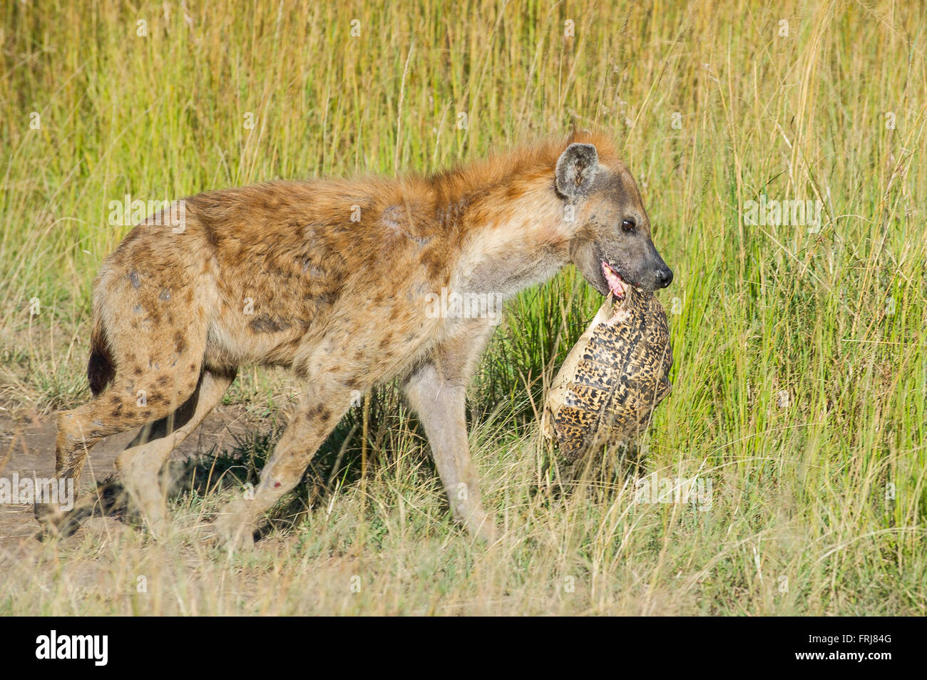 Hyaene,Hyäne,Hyenas,Jungtier,Hyaenidae,,eating a turtle Stock Photo - Alamy