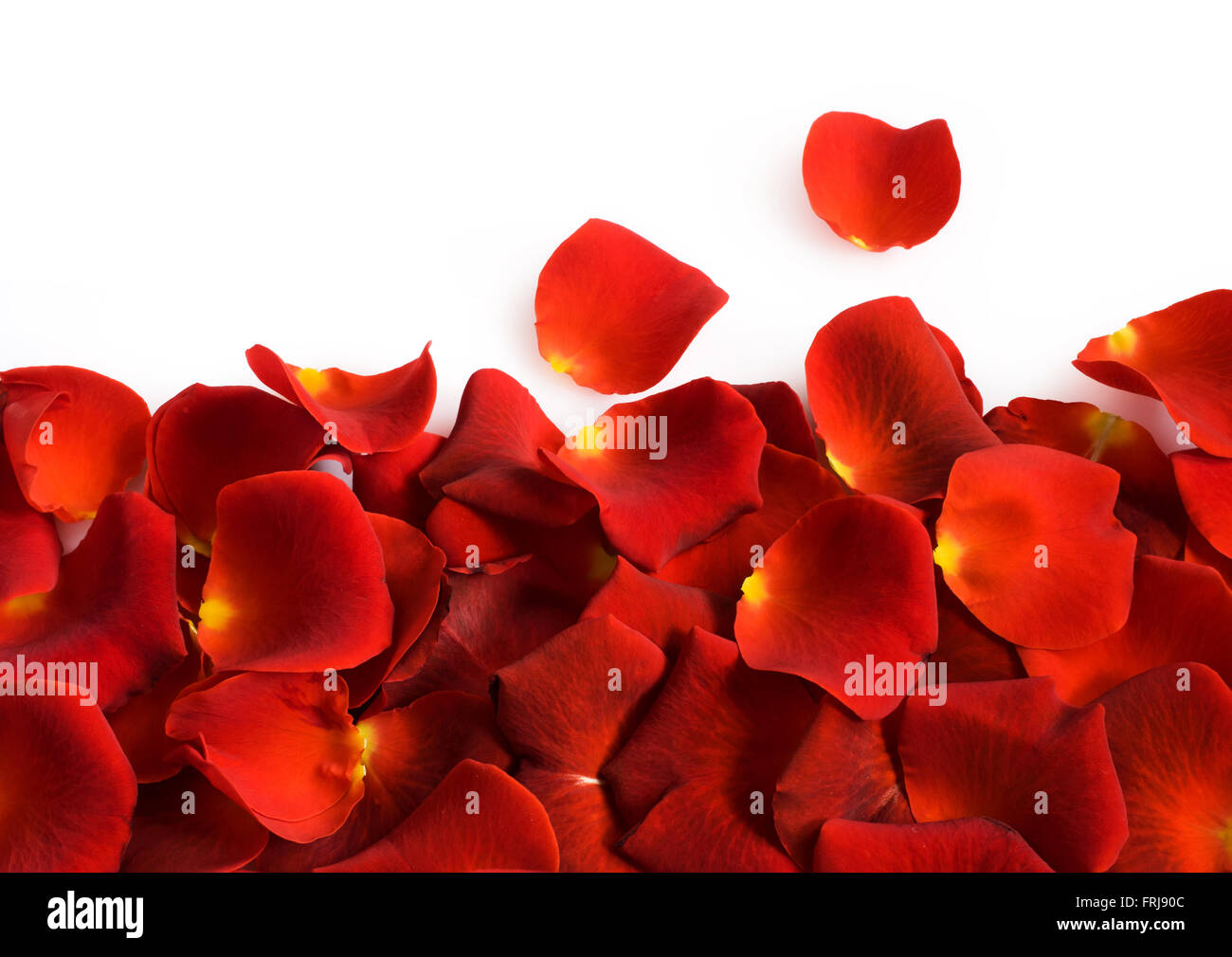 A pile of red rose petals isolated on white Stock Photo - Alamy