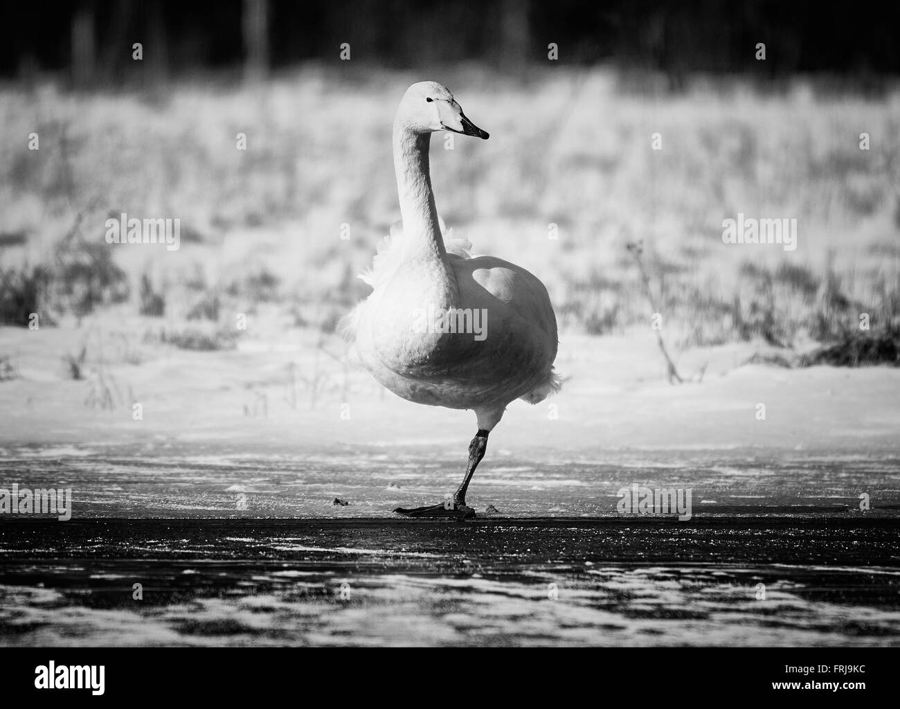 Swan of finland Black and White Stock Photos & Images - Alamy