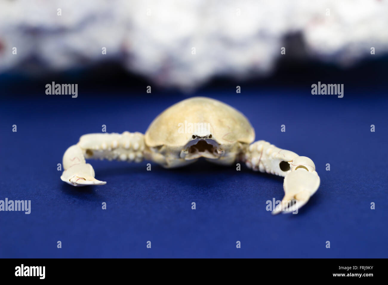 Crab with coral on blue background Stock Photo - Alamy