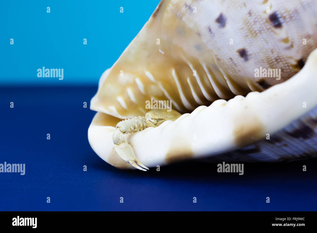 Crab in a seashell on blue background Stock Photo - Alamy