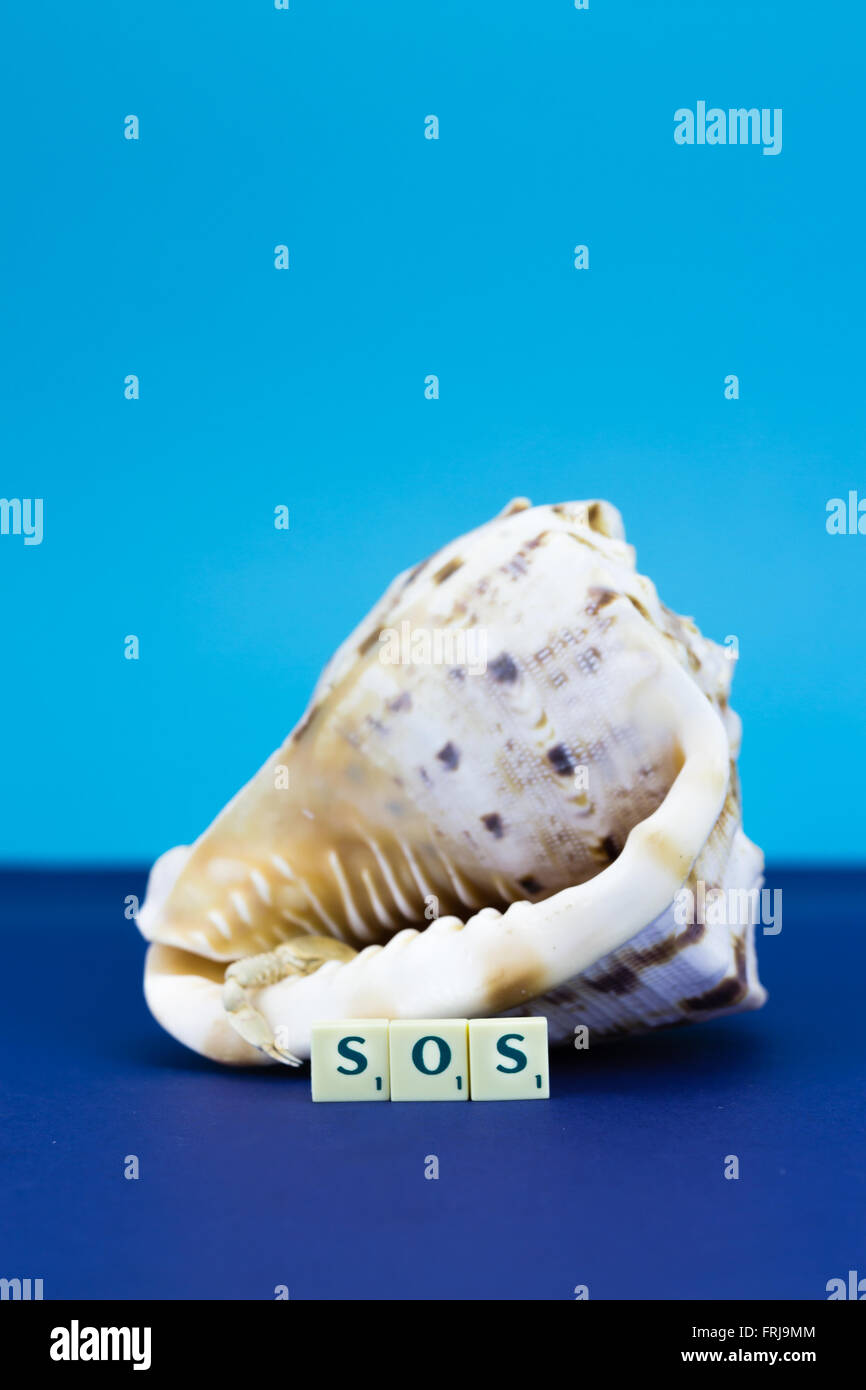 Crab in a seashell on blue background Stock Photo - Alamy