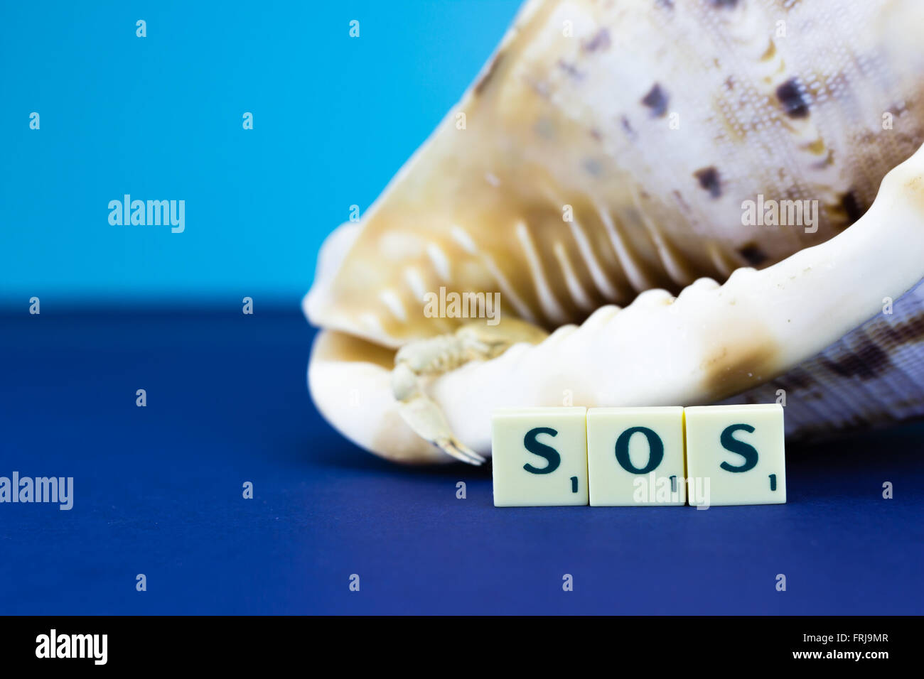 Crab in a seashell on blue background Stock Photo - Alamy