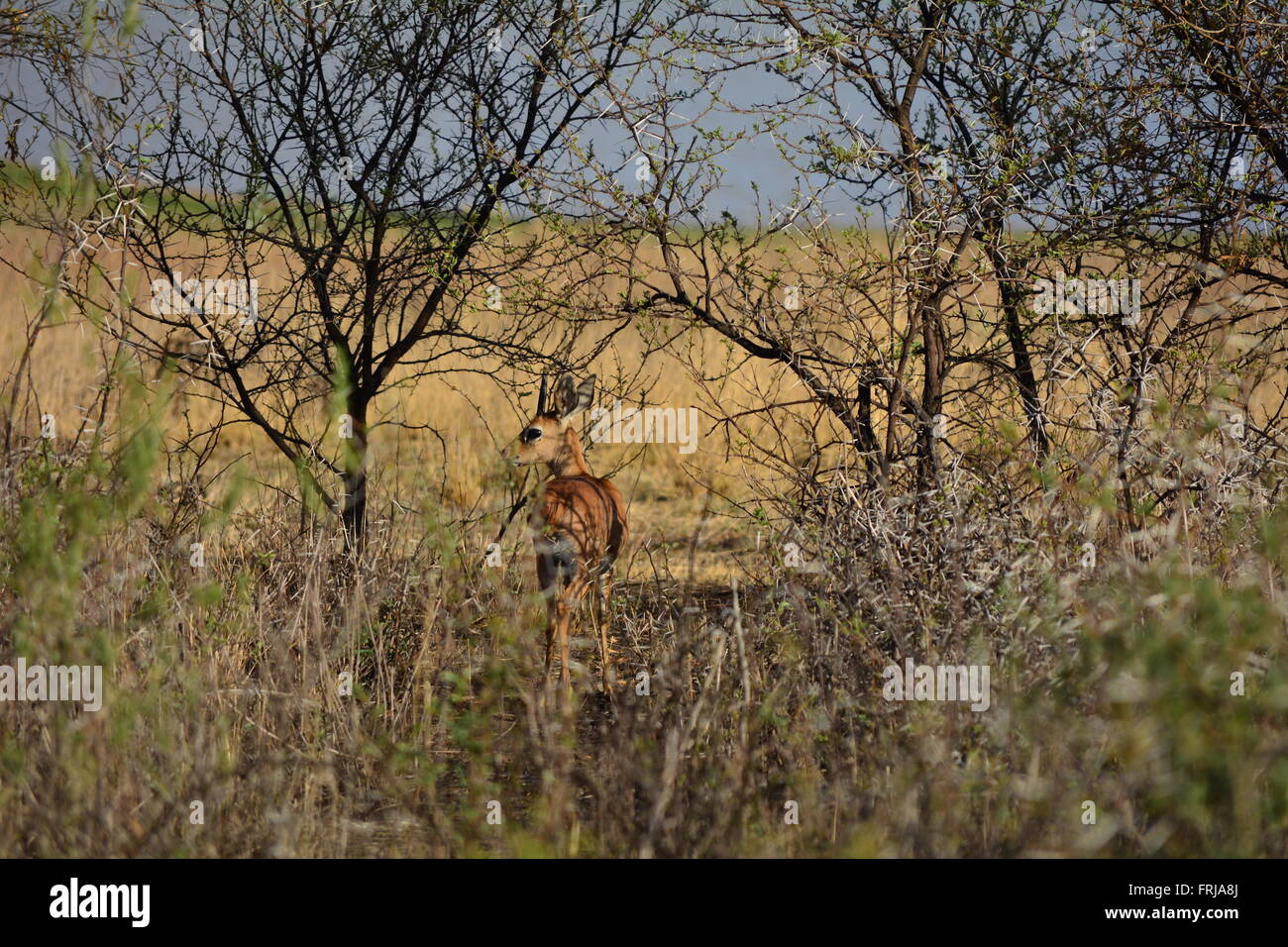 Steenbok hiding between the thorn trees Stock Photo - Alamy