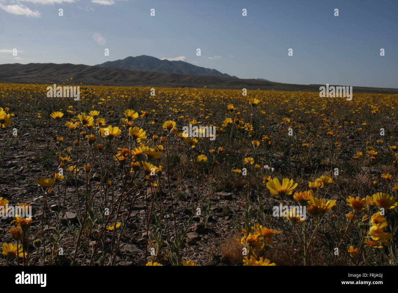 Death valley wildflowers hi-res stock photography and images - Alamy
