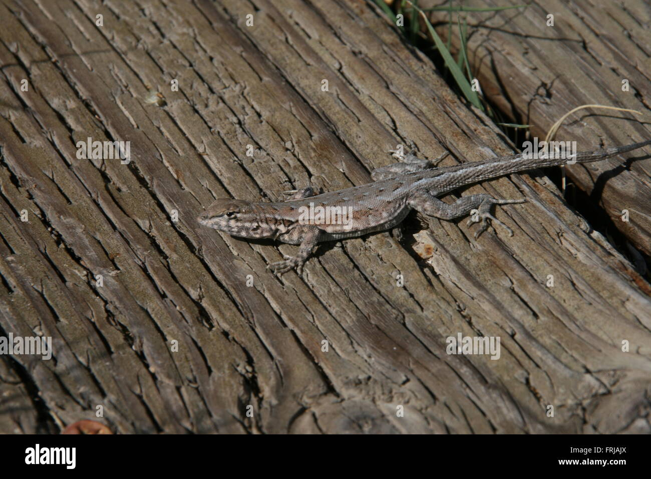 Nevada reptile hi-res stock photography and images - Alamy