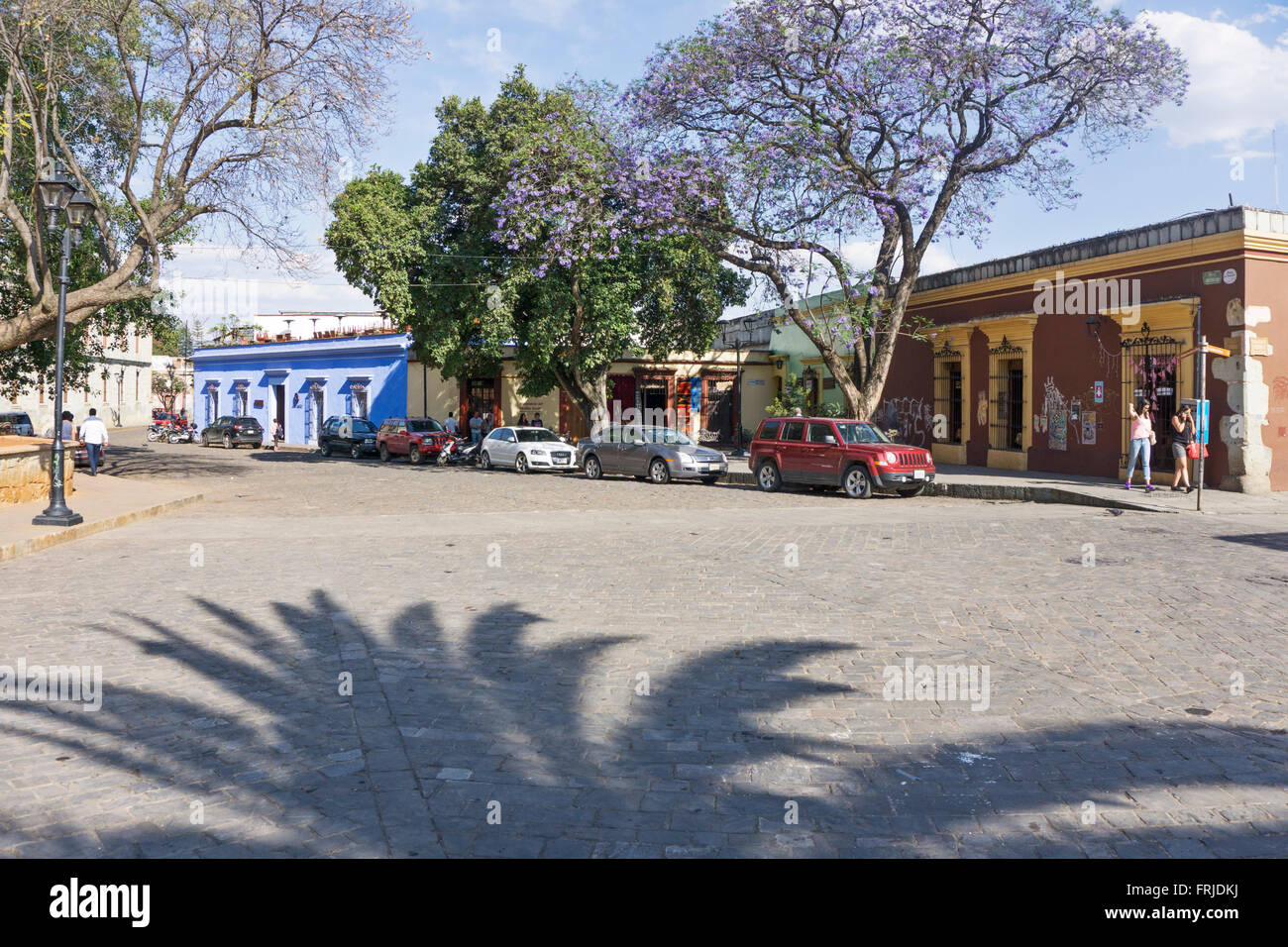 magnificent blooming Jacaranda tree in small triangular park lined with ...