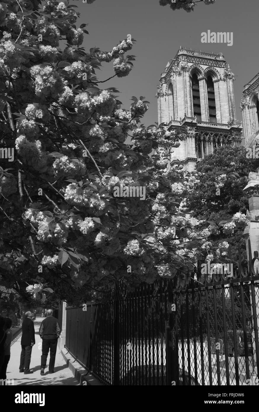 Spring blossom in Notre Dame gardens, Paris Stock Photo - Alamy