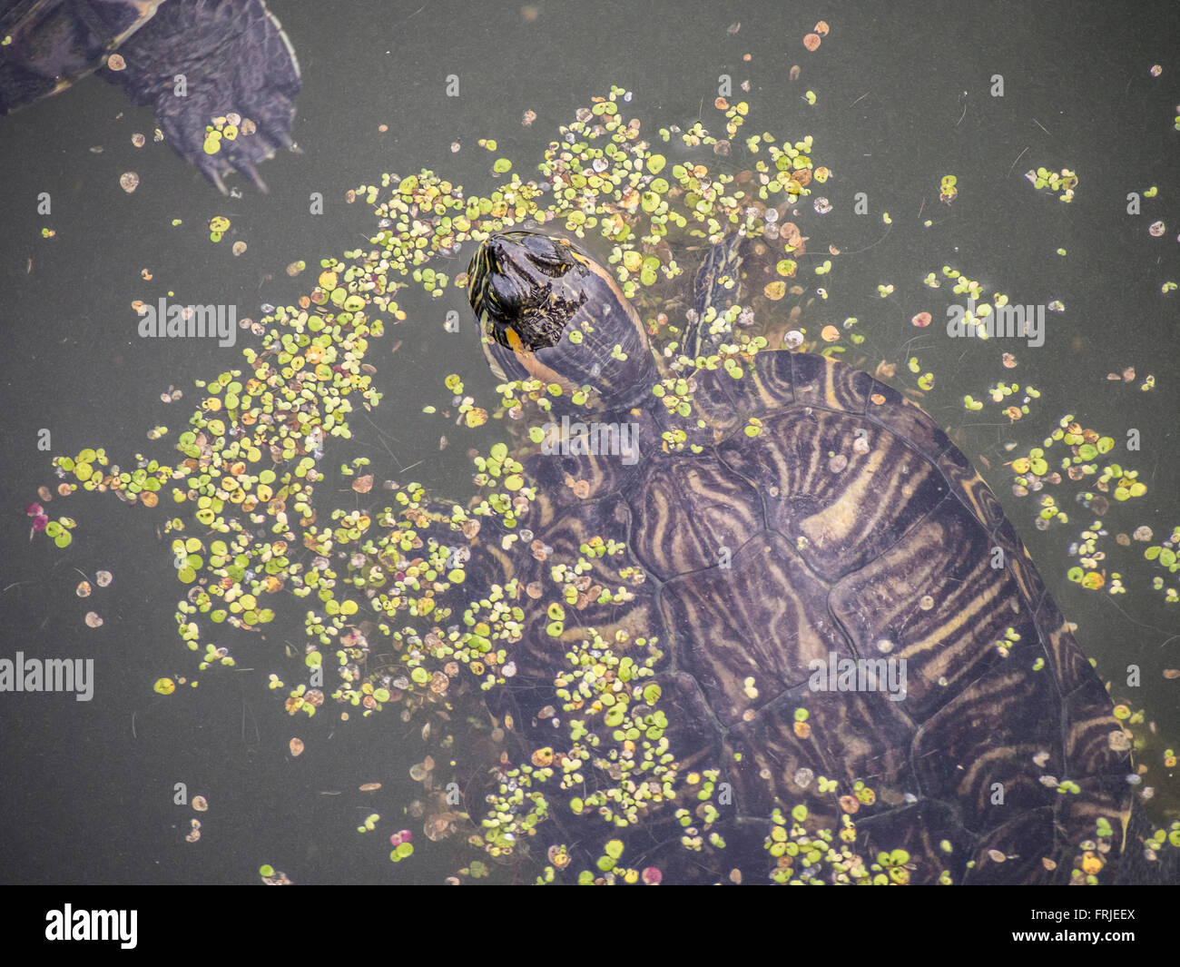 Red-Eared Slider Turtles in Turtle Pond, Central Park, New York City ...