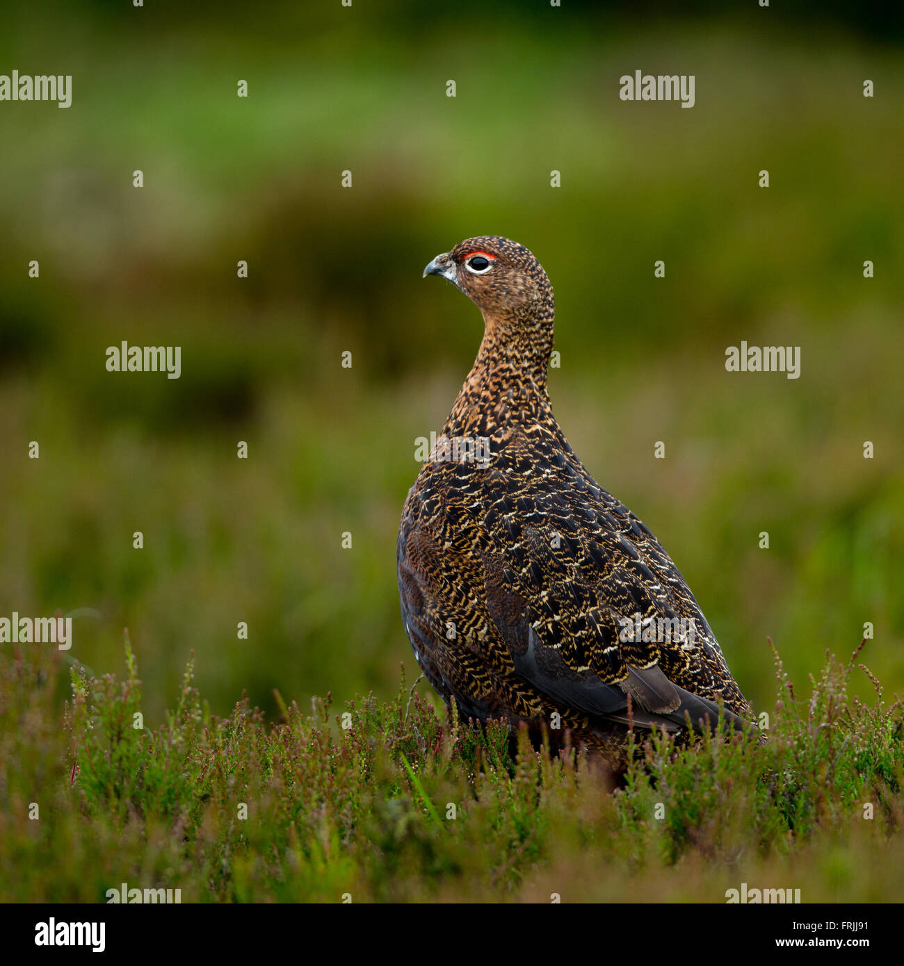 Grouse red male lagopus hi-res stock photography and images - Alamy