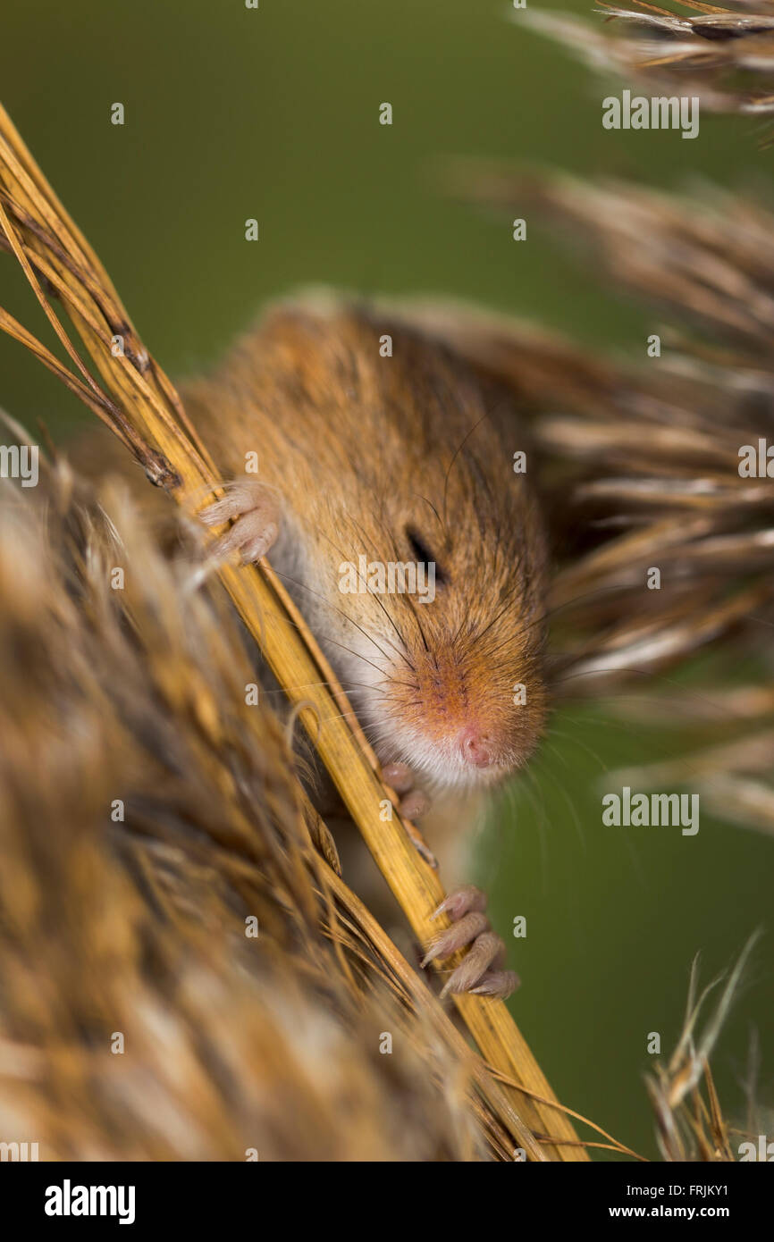 Sleep mouse hi-res stock photography and images - Alamy
