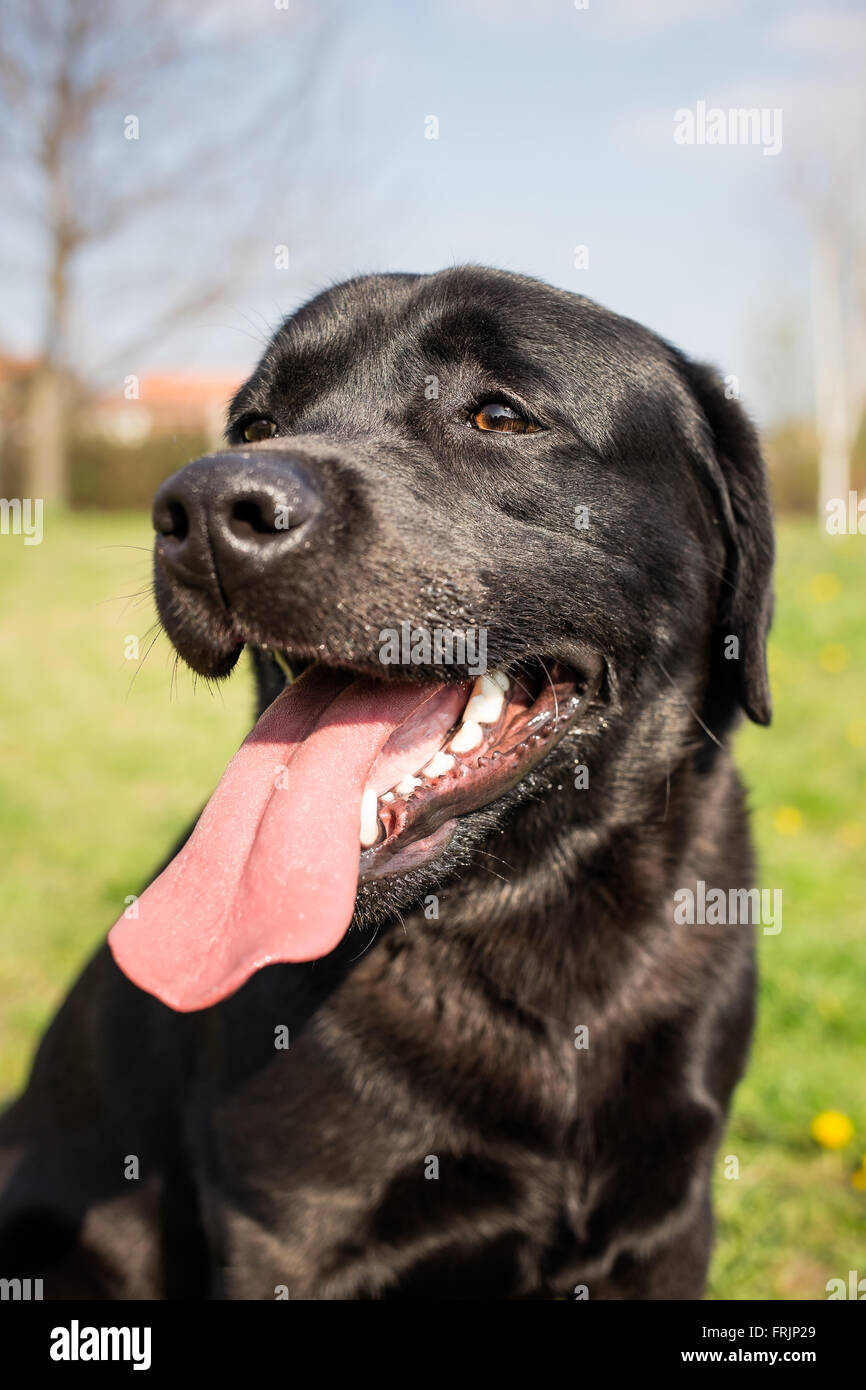 Young black labrador retriever dog Stock Photo - Alamy
