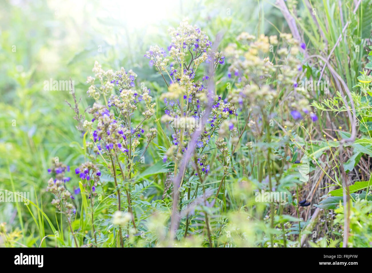 Beautiful wild blue and light flowers in june Stock Photo - Alamy