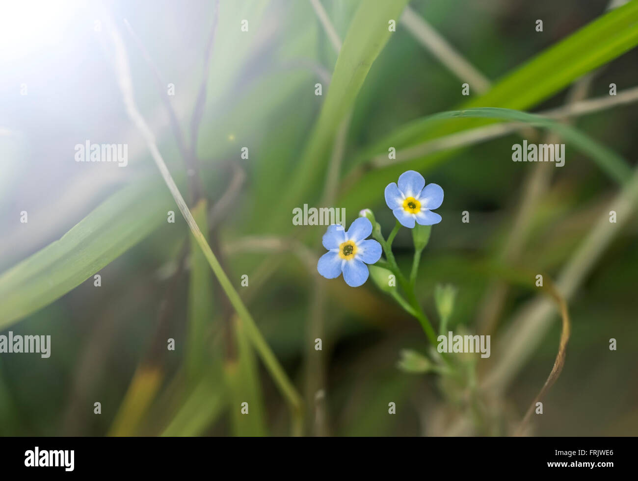 Nice little flowers forget-me-nots in green summer grass Stock Photo ...