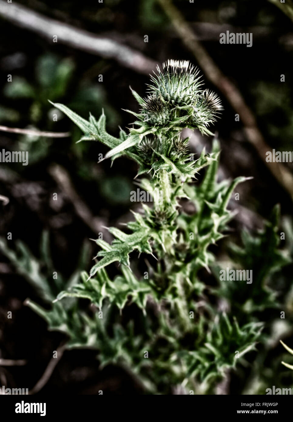 Nice green big thistle in mystic colours Stock Photo - Alamy