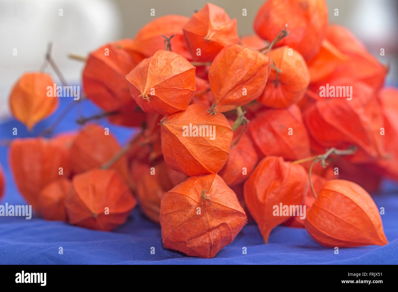 Bright orange fruits of physalis on blue background Stock Photo - Alamy