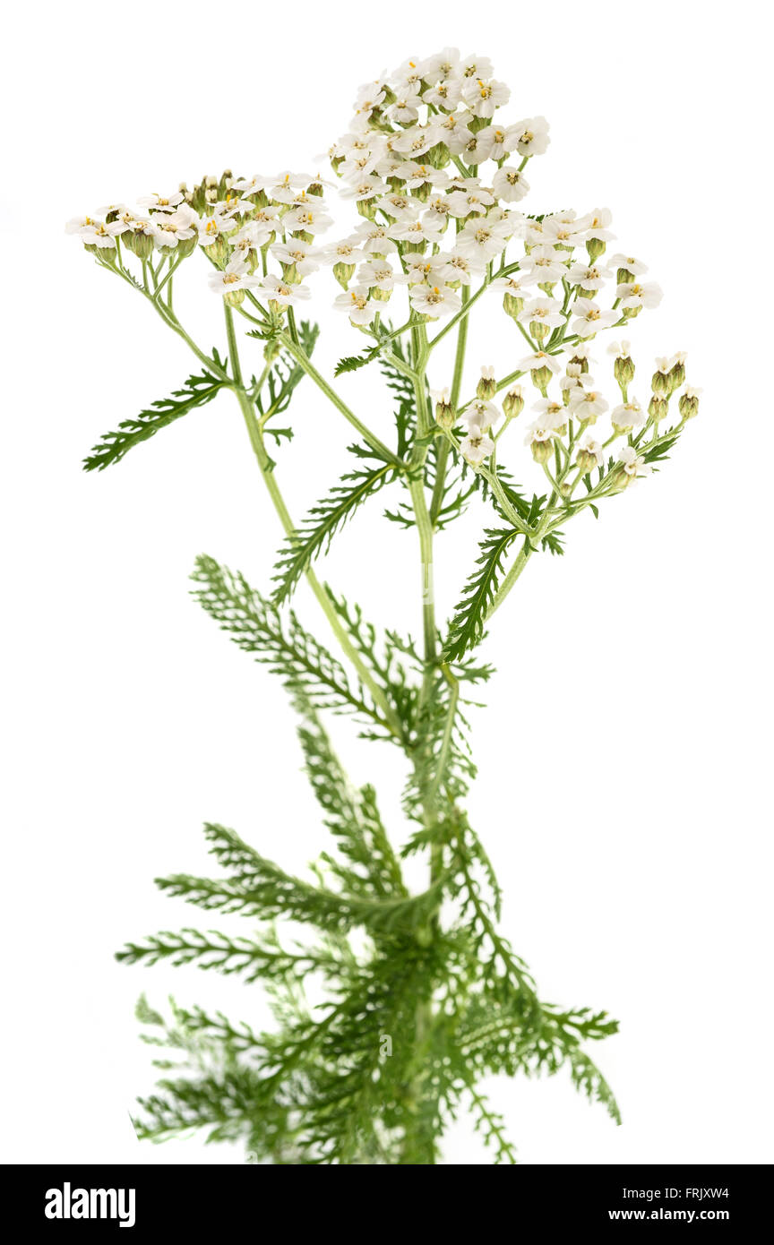 White yarrow flowers isolated on white background Stock Photo - Alamy