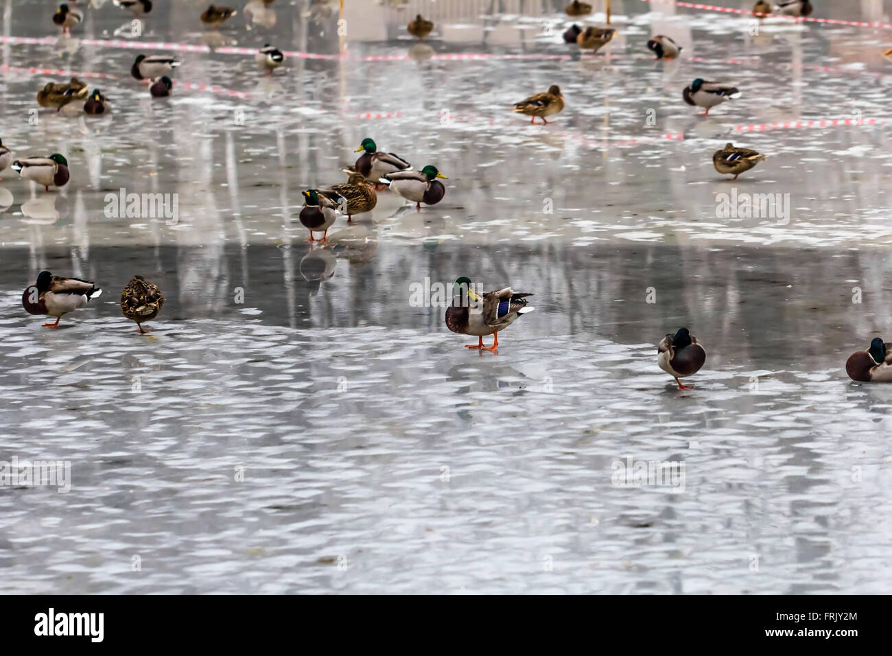So many ducks hi-res stock photography and images - Alamy