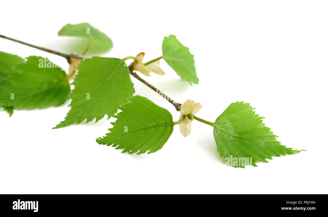 Branch with flowers and leaves hi-res stock photography and images - Alamy