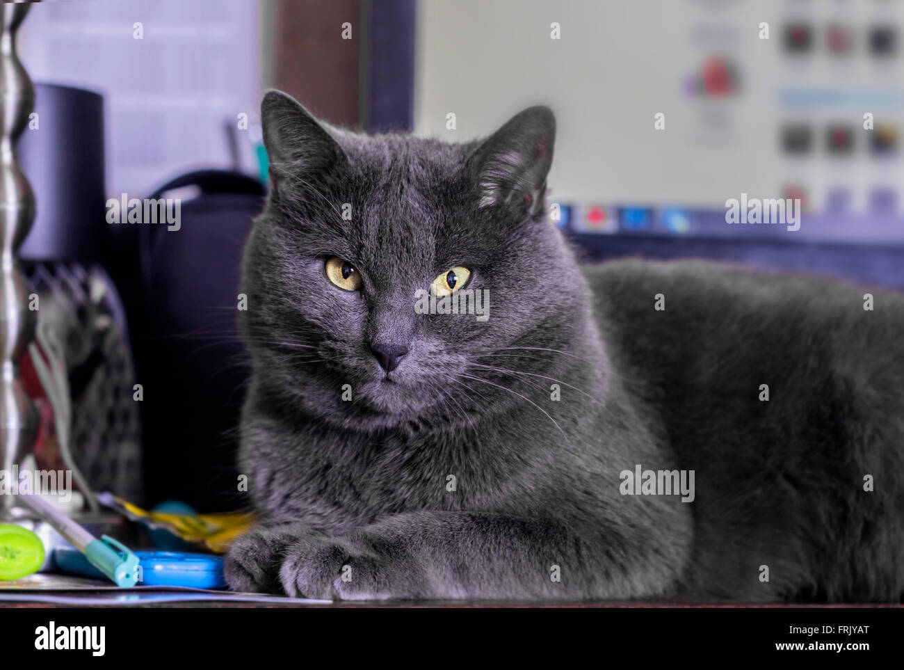 Beautiful adult grey cat with yellow eyes looking Stock Photo - Alamy