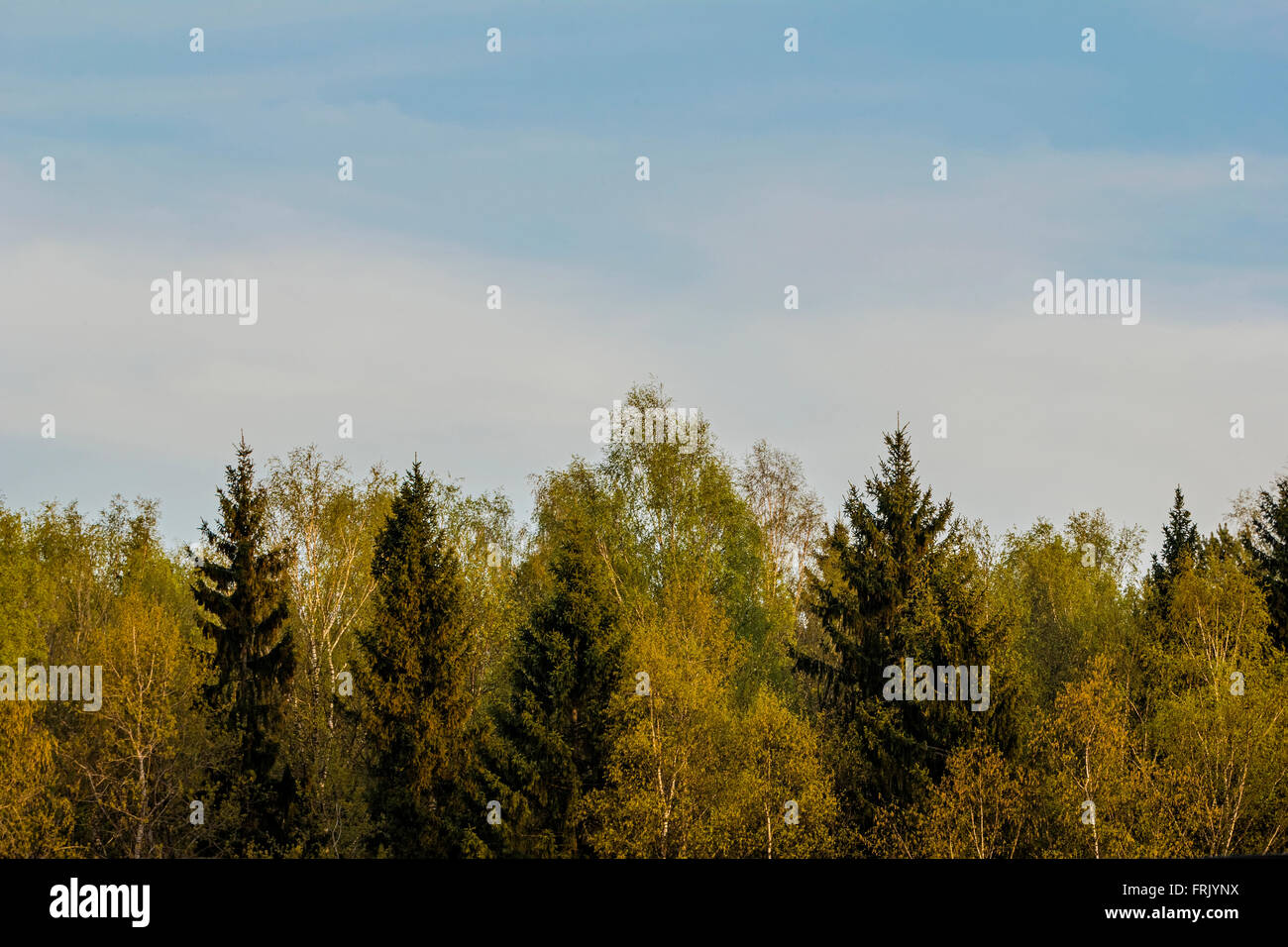 Line of forest trees on blue sky background Stock Photo - Alamy