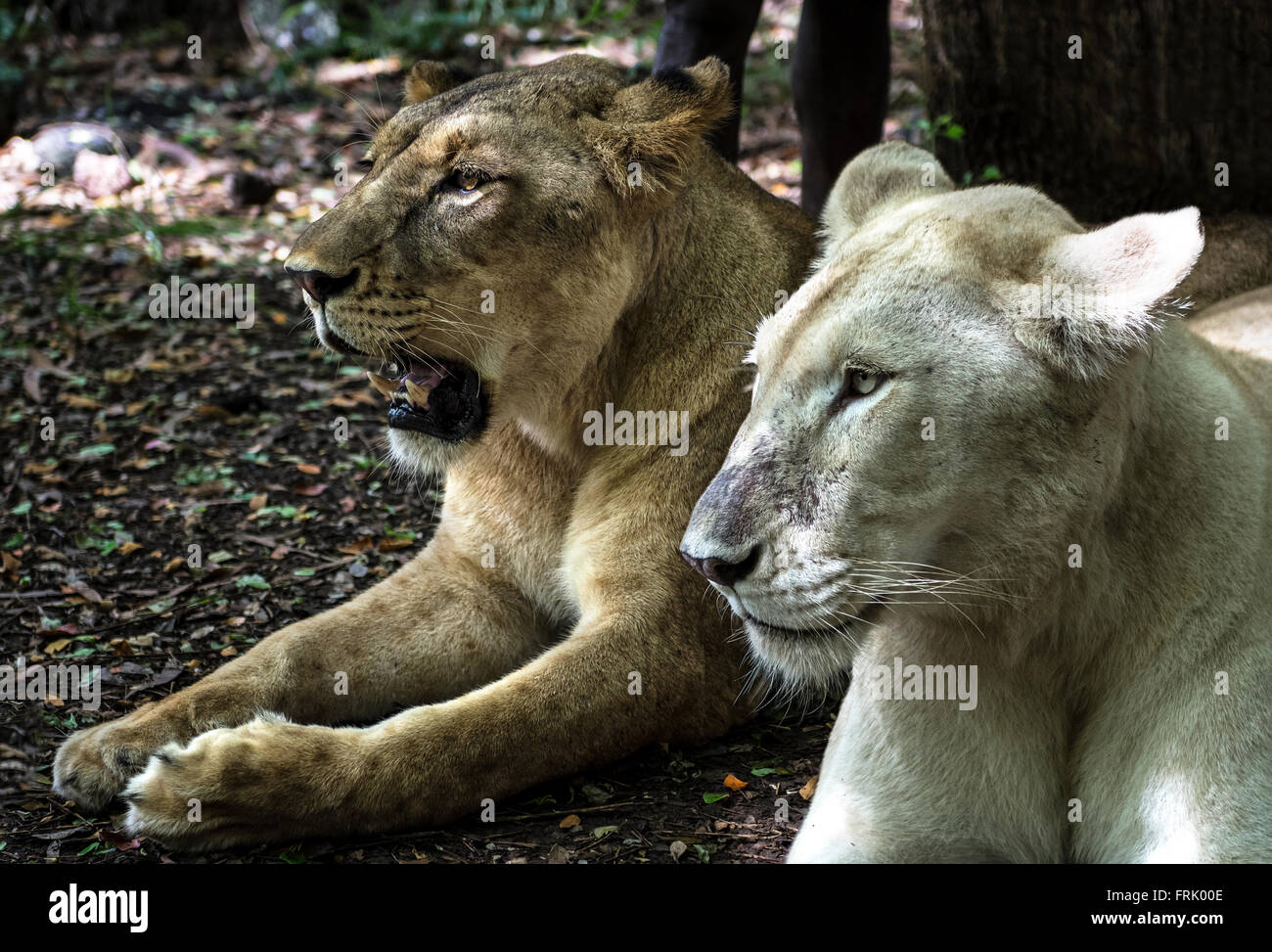 Lions Stock Photo - Alamy