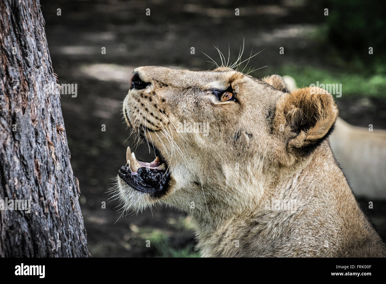 Casela park mauritius hi-res stock photography and images - Alamy