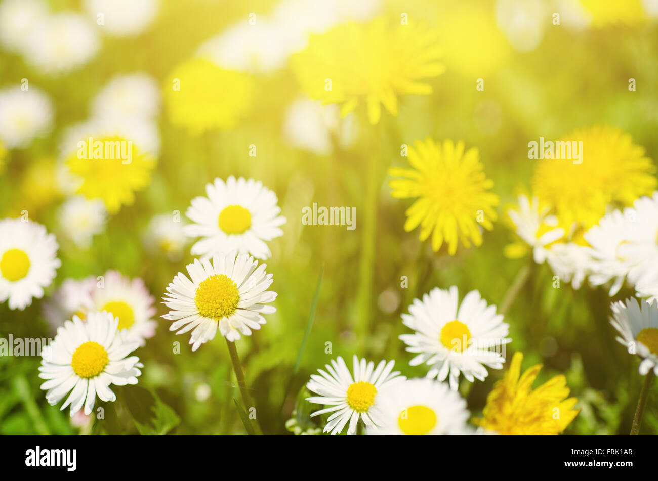 Spring flowers meadow Stock Photo - Alamy